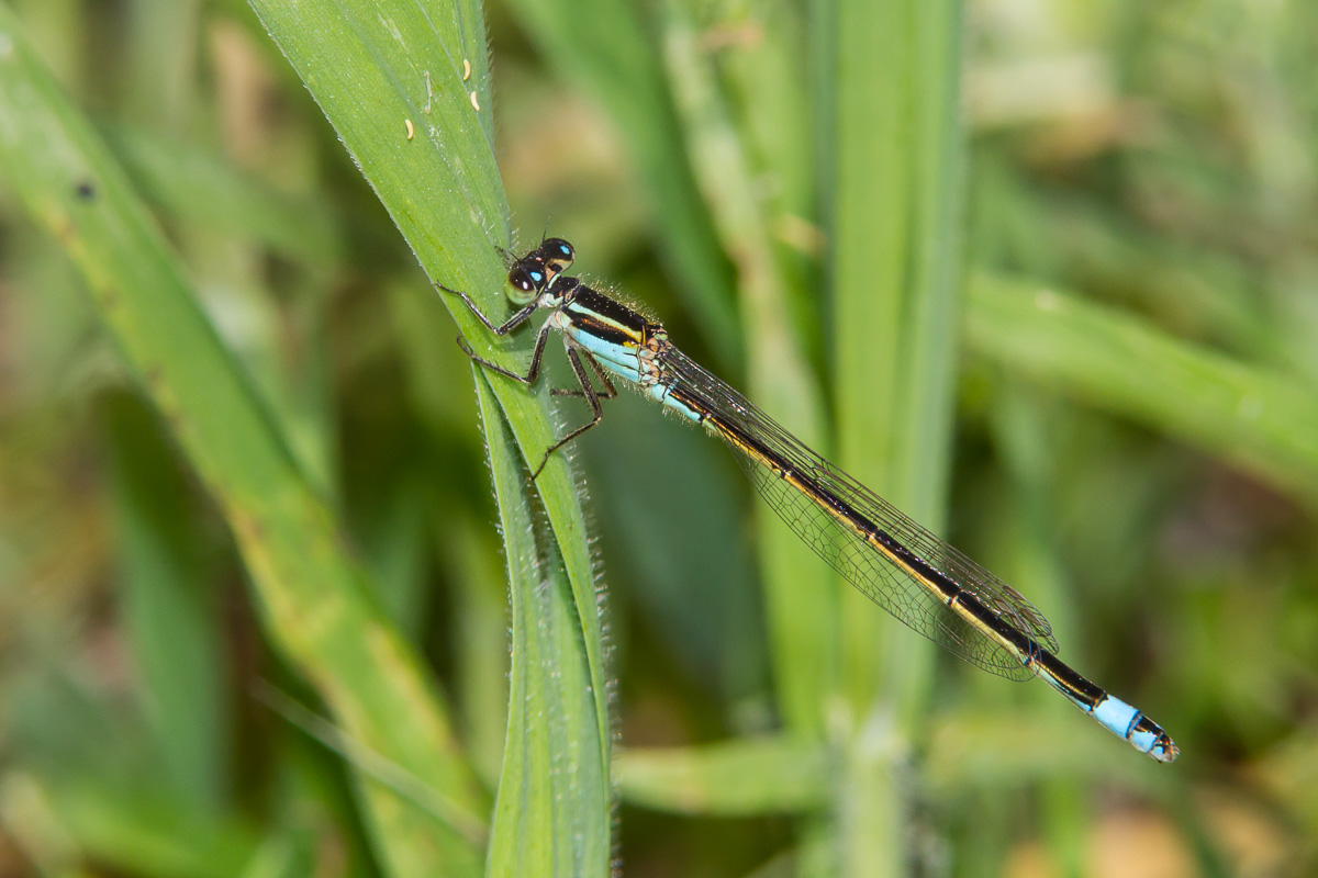Rambur's Forktail (Ischnura ramburii)