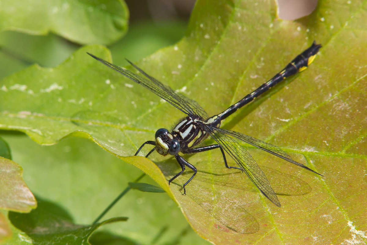 Rapids Clubtail (Gomphus quadricolor)