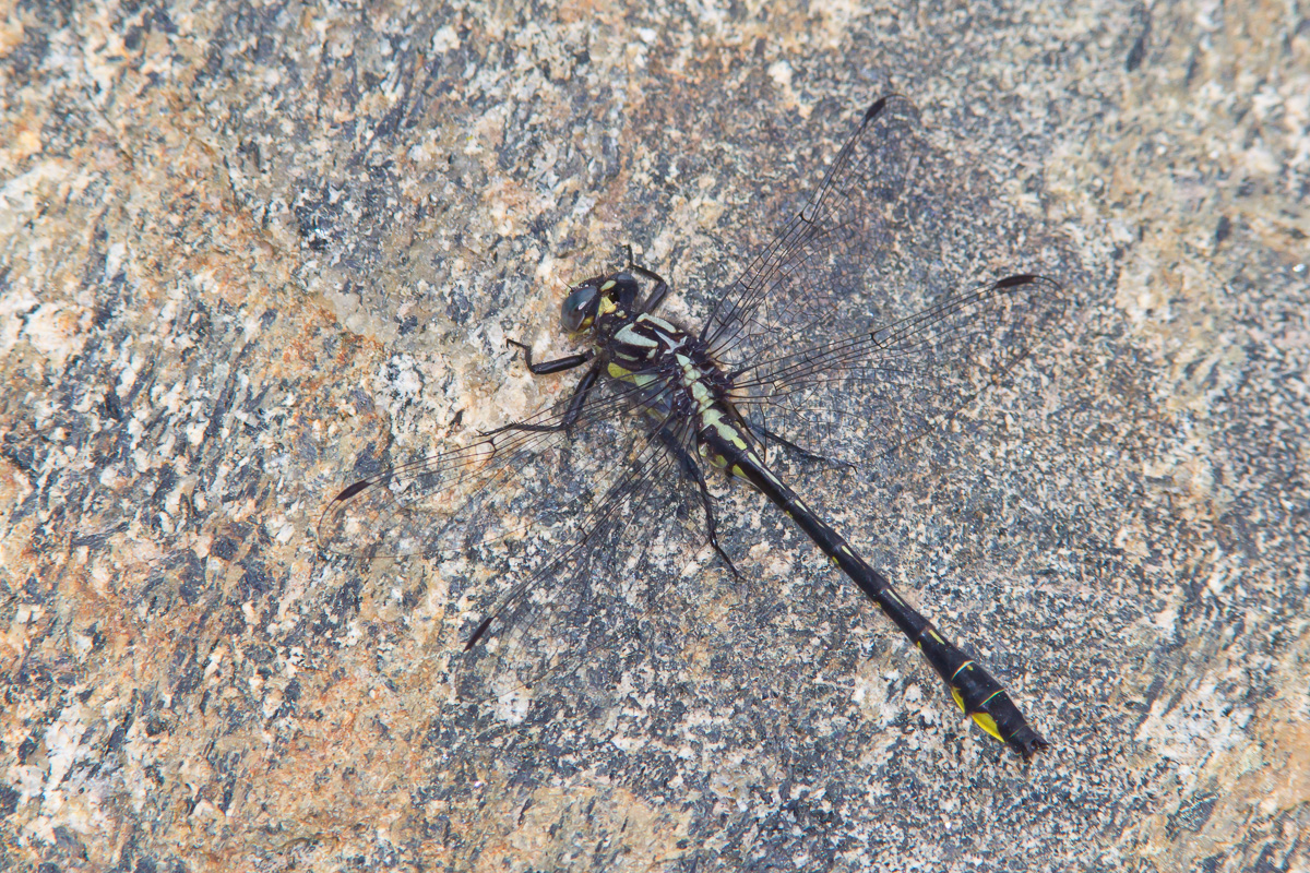 Rapids Clubtail (Gomphus quadricolor)