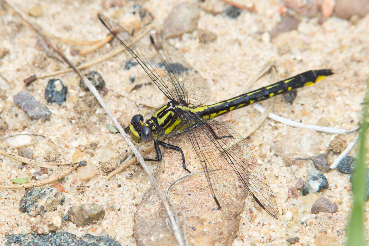 Rapids Clubtail (Gomphus quadricolor)