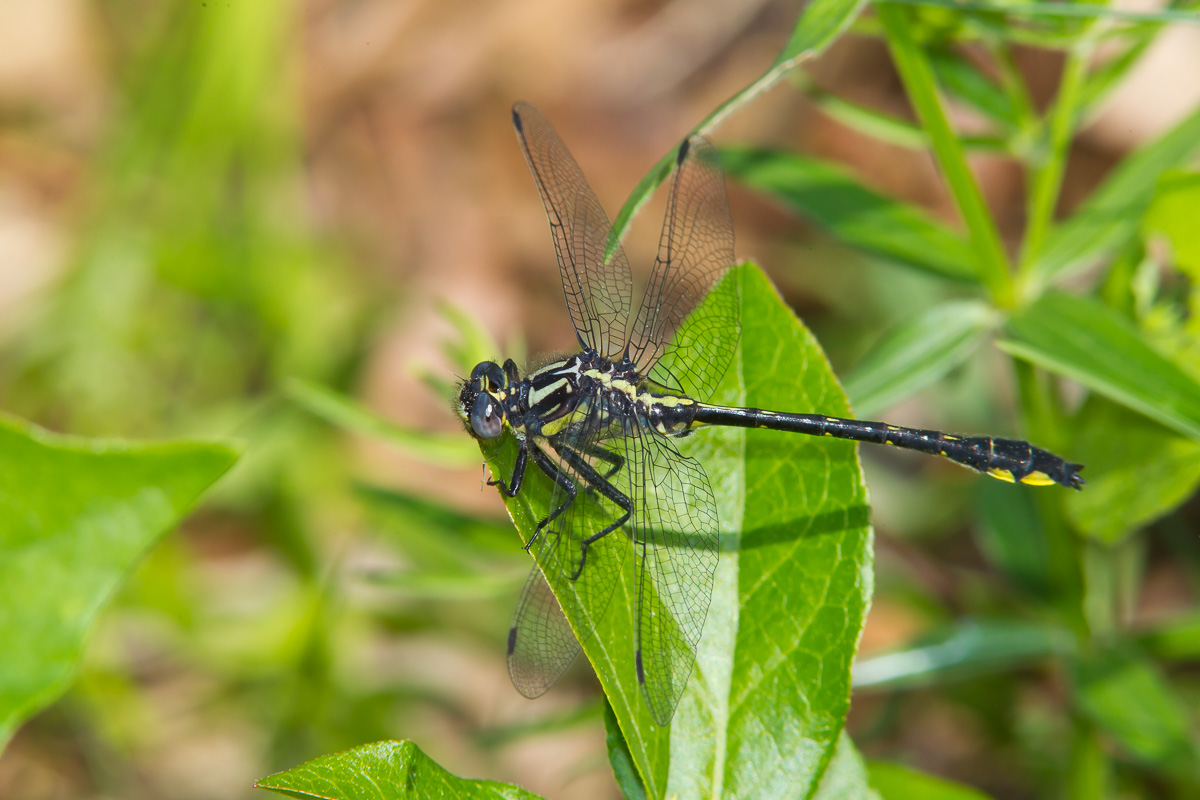 Rapids Clubtail (Gomphus quadricolor)