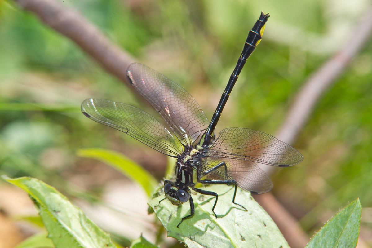 Rapids Clubtail (Gomphus quadricolor)