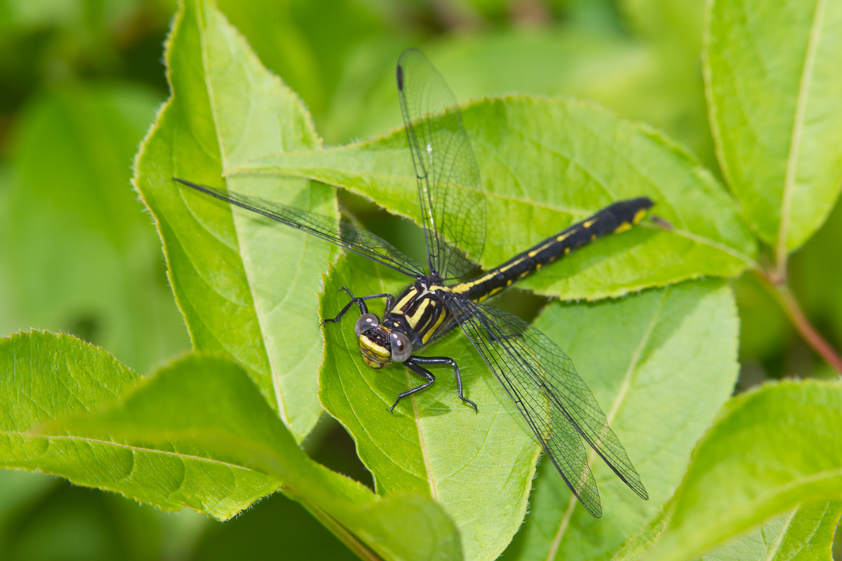 Rapids Clubtail (Gomphus quadricolor)