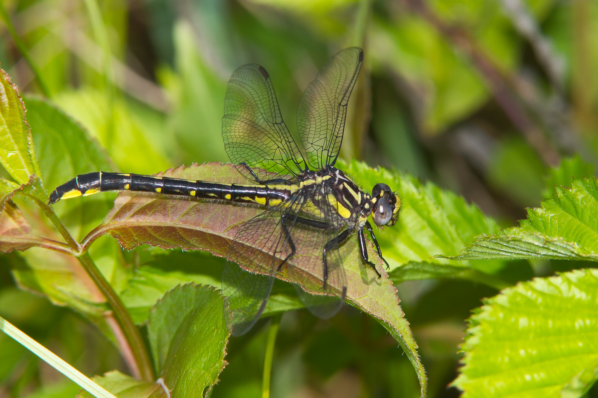 Rapids Clubtail (Gomphus quadricolor)