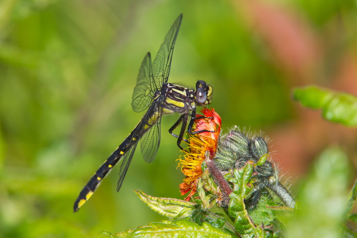 Rapids Clubtail (Gomphus quadricolor)