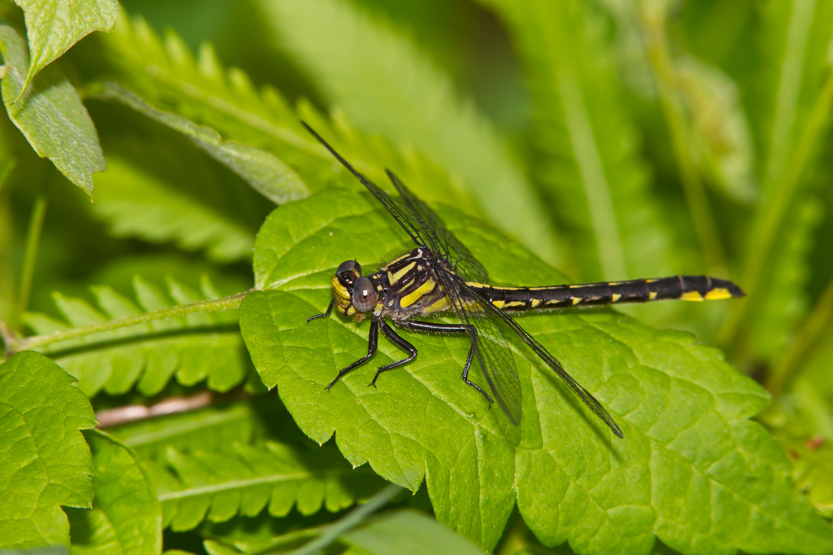 Rapids Clubtail (Gomphus quadricolor)
