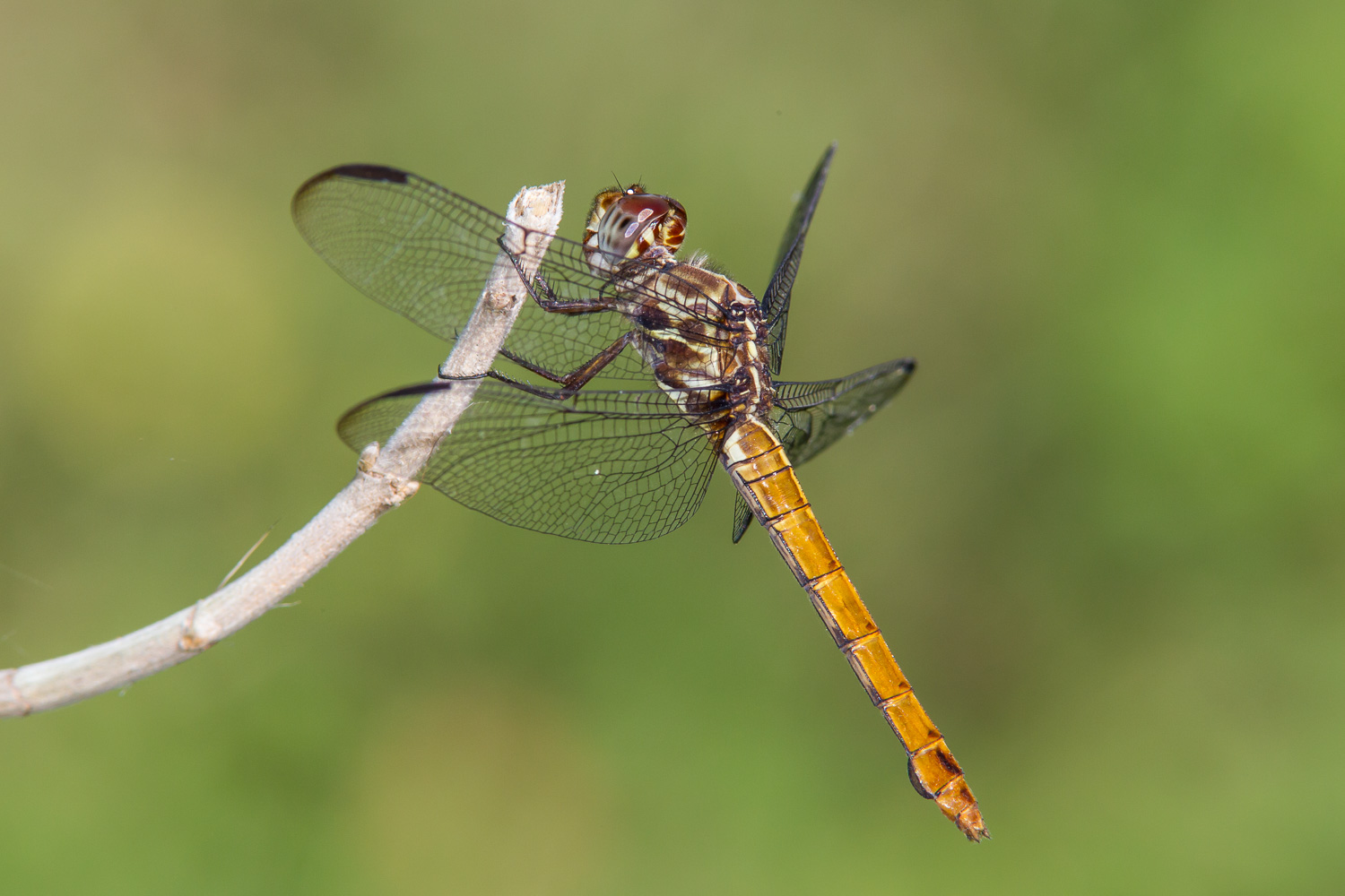 Roseate Skimmer (Orthemis ferruginea)