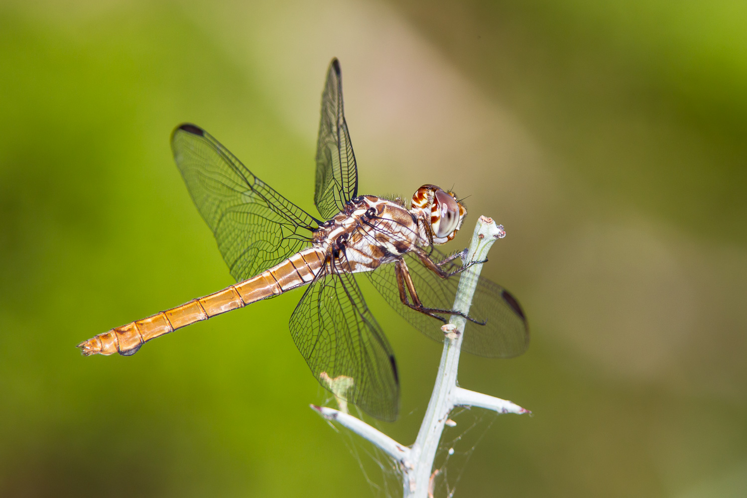 Roseate Skimmer (Orthemis ferruginea)
