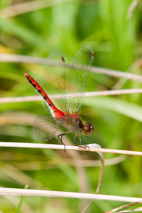 Ruby Meadowhawk (Sympetrum rubicundulum)