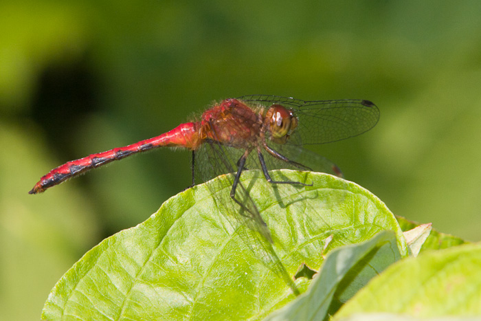 Ruby Meadowhawk (Sympetrum rubicundulum)