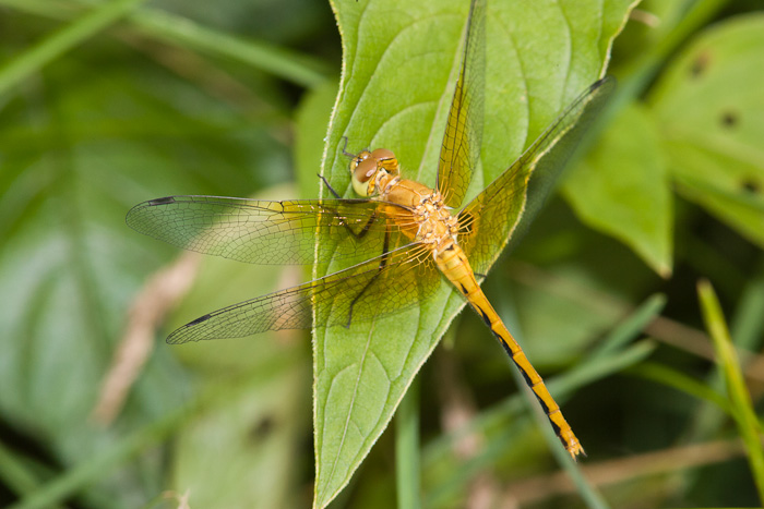 Ruby Meadowhawk (Sympetrum rubicundulum)