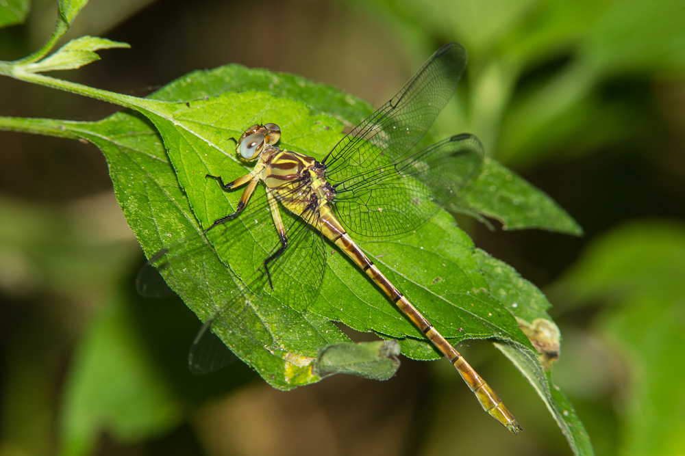 Russet-tipped Clubtail (Stylurus plagiatus)