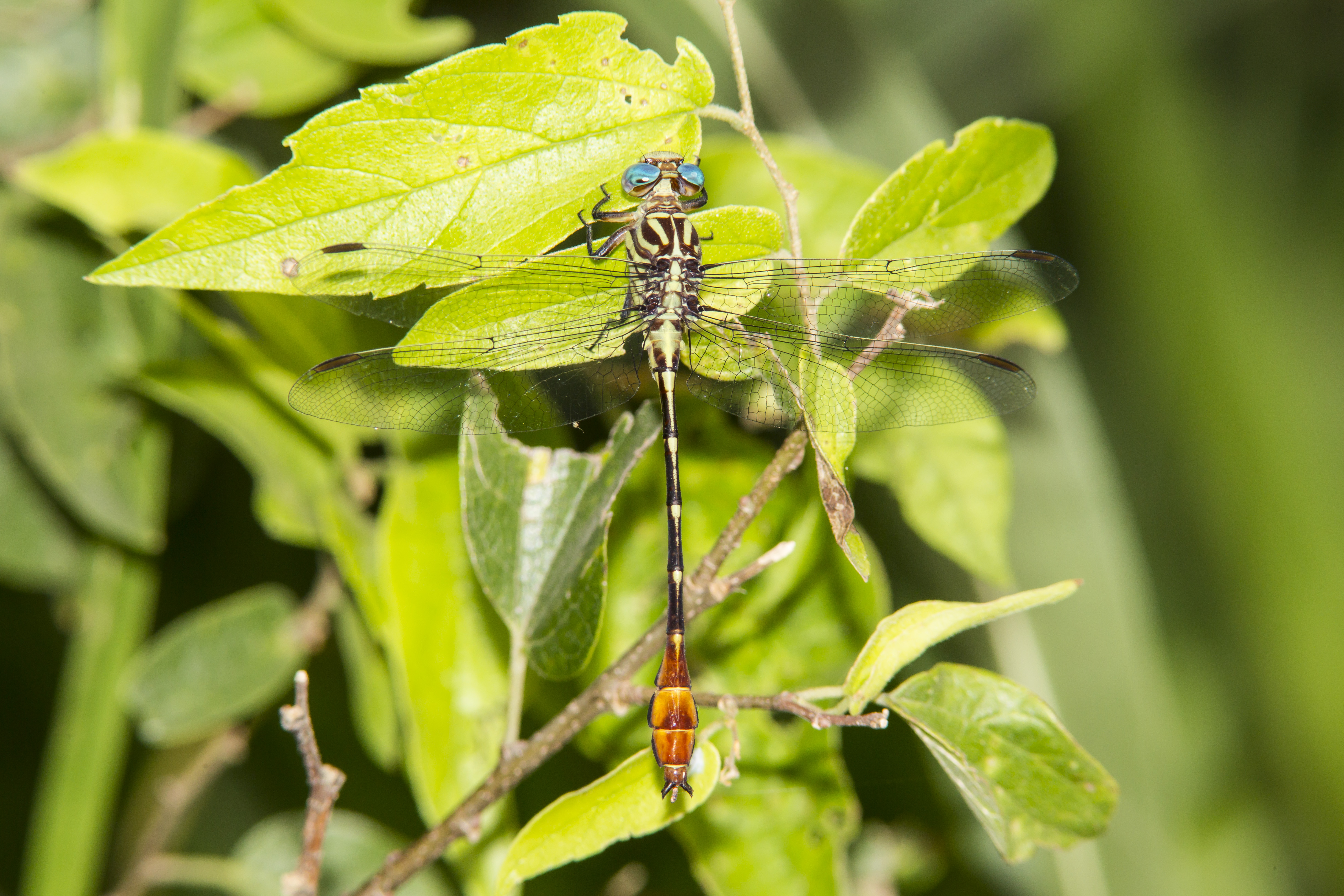 Russet-tipped Clubtail (Stylurus plagiatus)