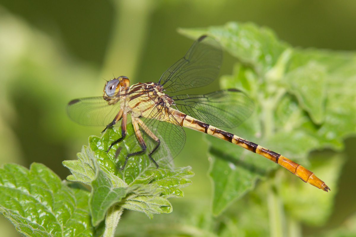 Russet-tipped Clubtail (Stylurus plagiatus)