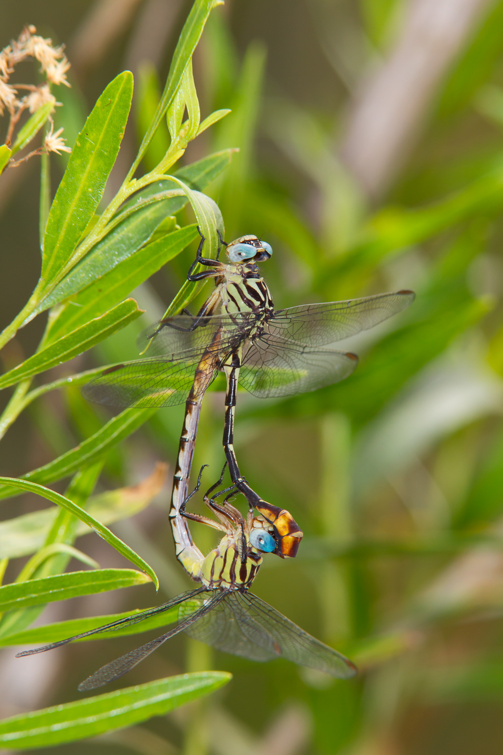 Russet-tipped Clubtail (Stylurus plagiatus)