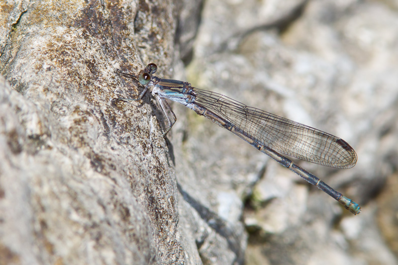 Sabino Dancer (Argia sabino)