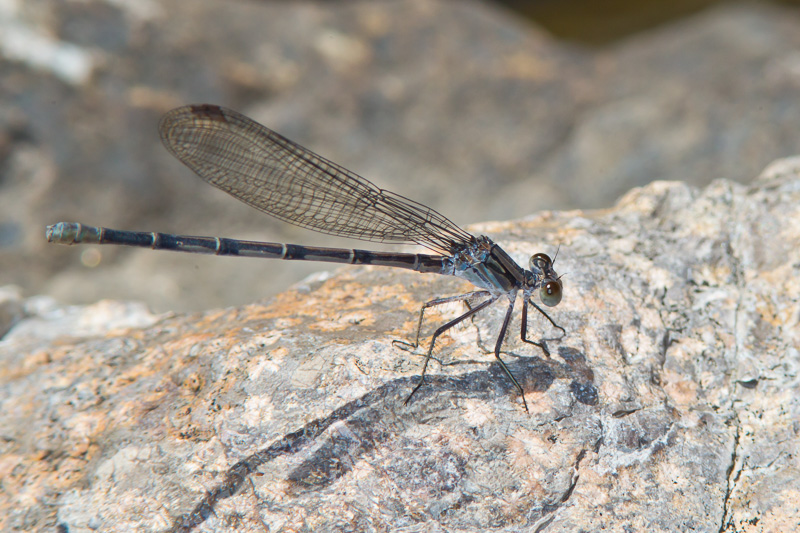 Sabino Dancer (Argia sabino)
