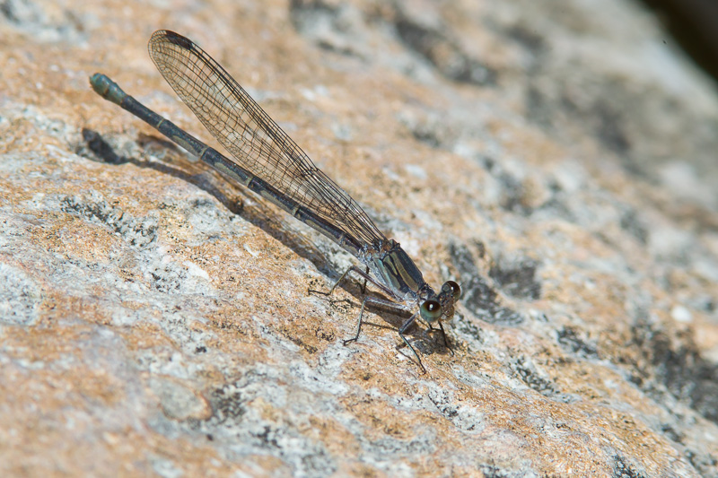 Sabino Dancer (Argia sabino)