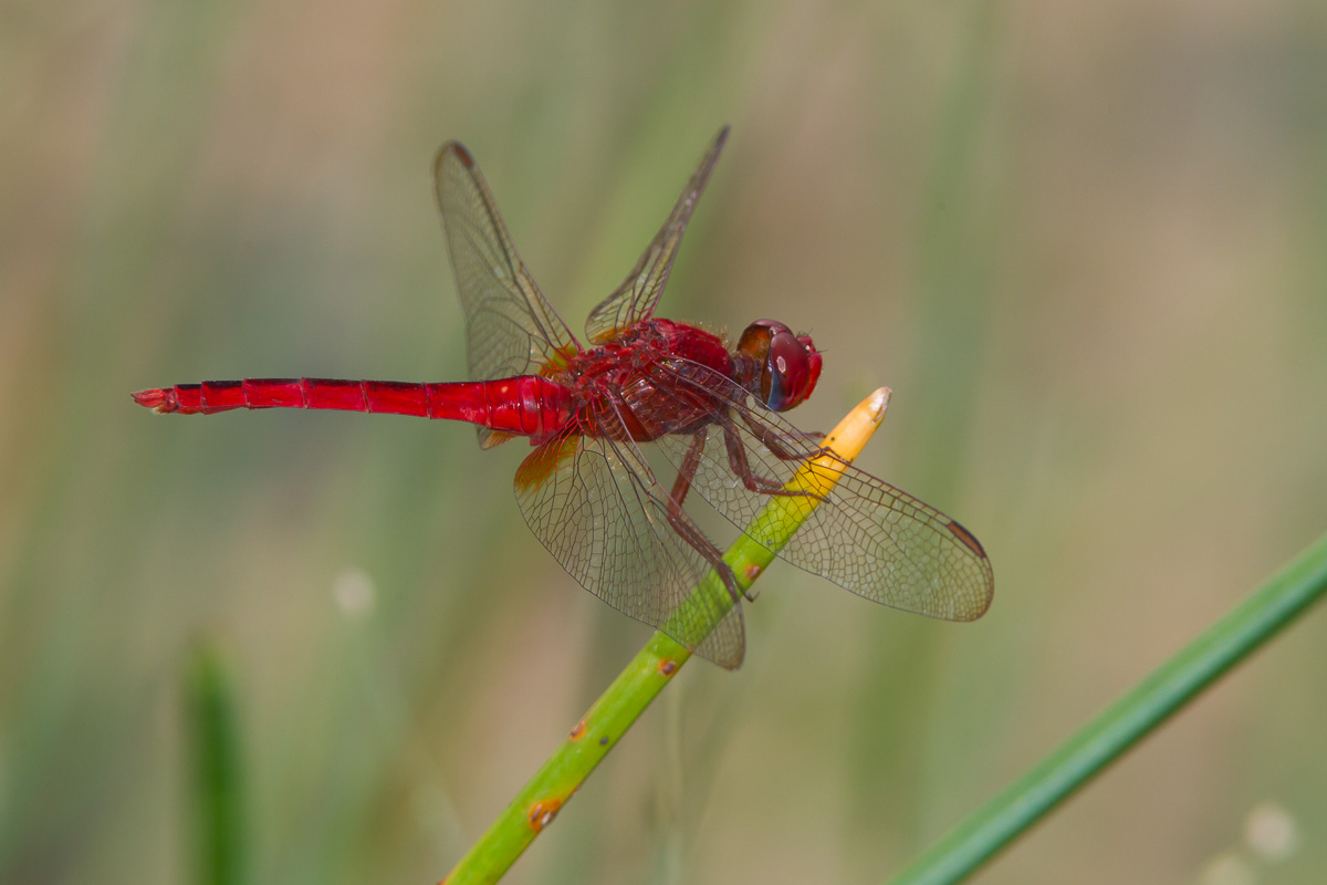 Scarlet Skimmer (Crocothemis servilia)