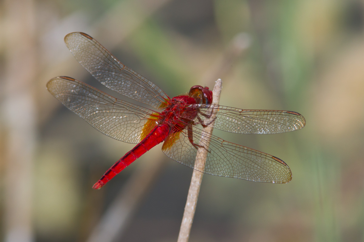 Scarlet Skimmer (Crocothemis servilia)