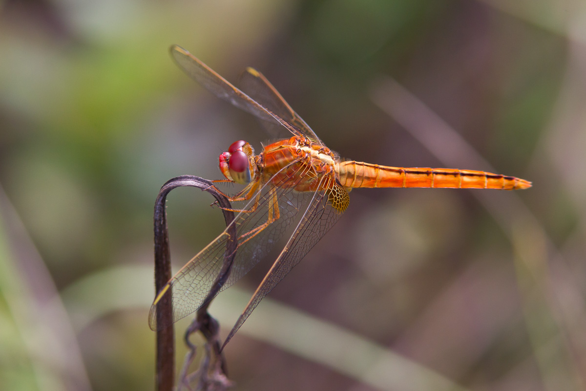 Scarlet Skimmer (Crocothemis servilia)