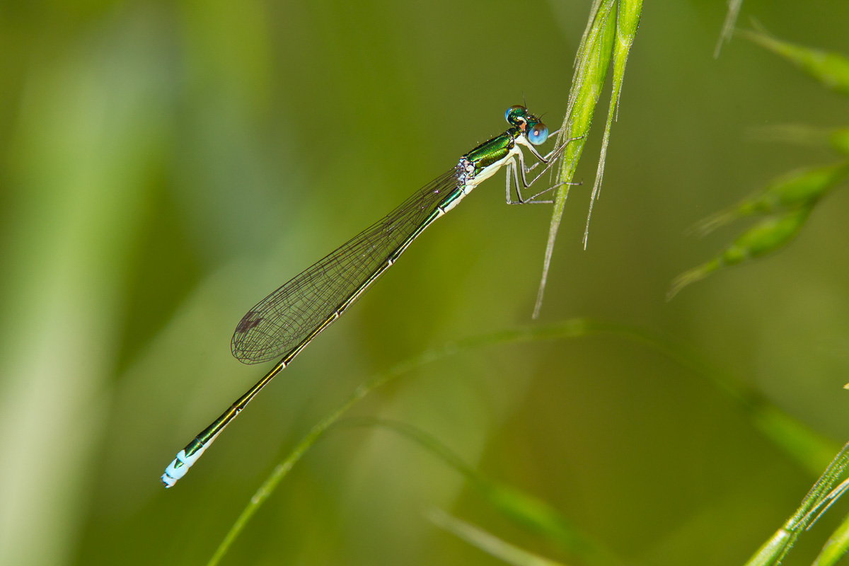 Sedge Sprite (Nehalennia irene)