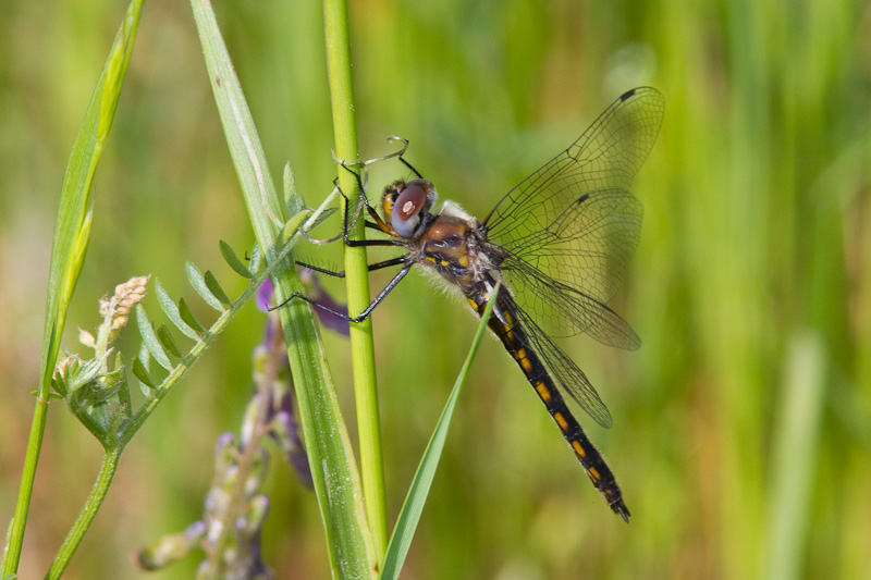 Slender Baskettail (Epitheca [Tetragoneuria] costalis) AKA Stripe ...