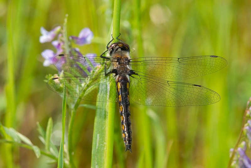 Slender Baskettail (Epitheca [Tetragoneuria] costalis) AKA Stripe ...