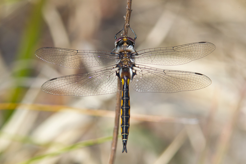Slender Baskettail (Epitheca [Tetragoneuria] costalis) AKA Stripe ...