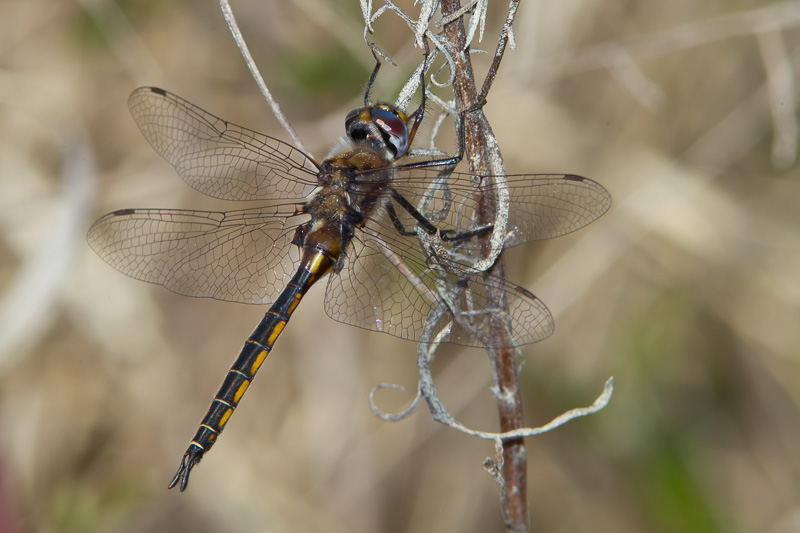 Slender Baskettail (Epitheca [Tetragoneuria] costalis) AKA Stripe ...