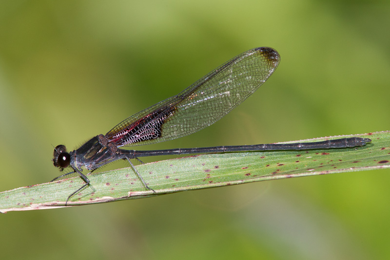 Smoky Rubyspot (Hetaerina titia)