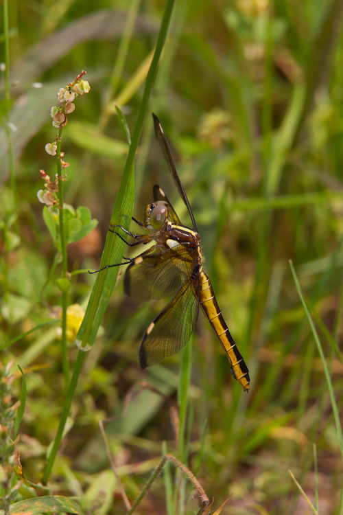 Spangled Skimmer (Libellula cyanea)