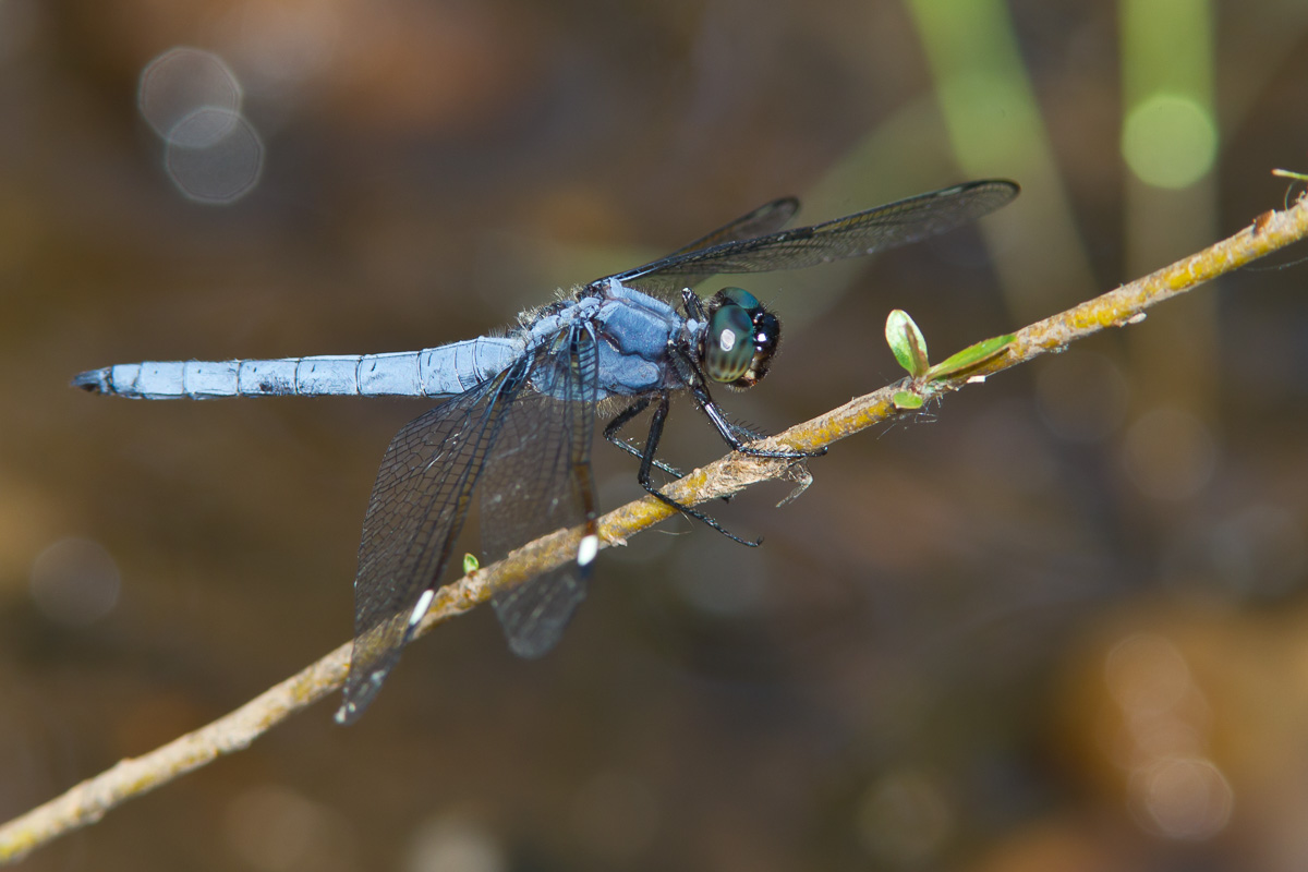 Spangled Skimmer (Libellula cyanea)