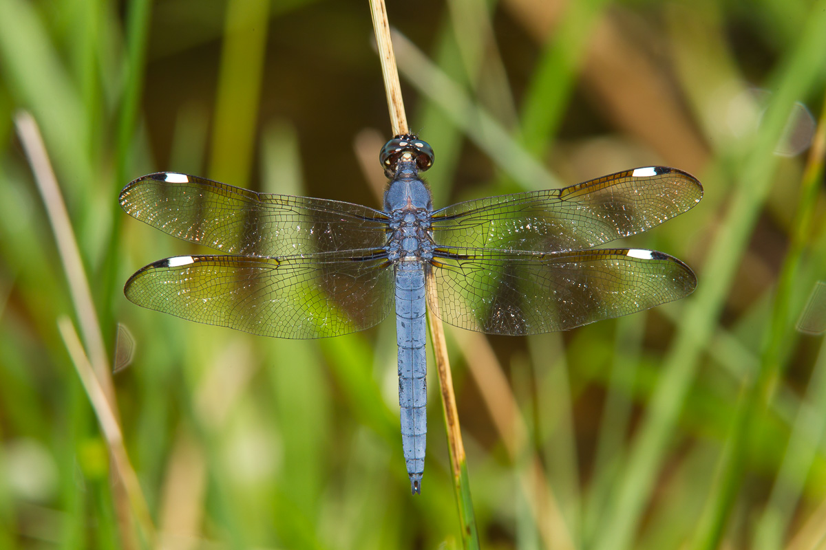 Spangled Skimmer (Libellula cyanea)