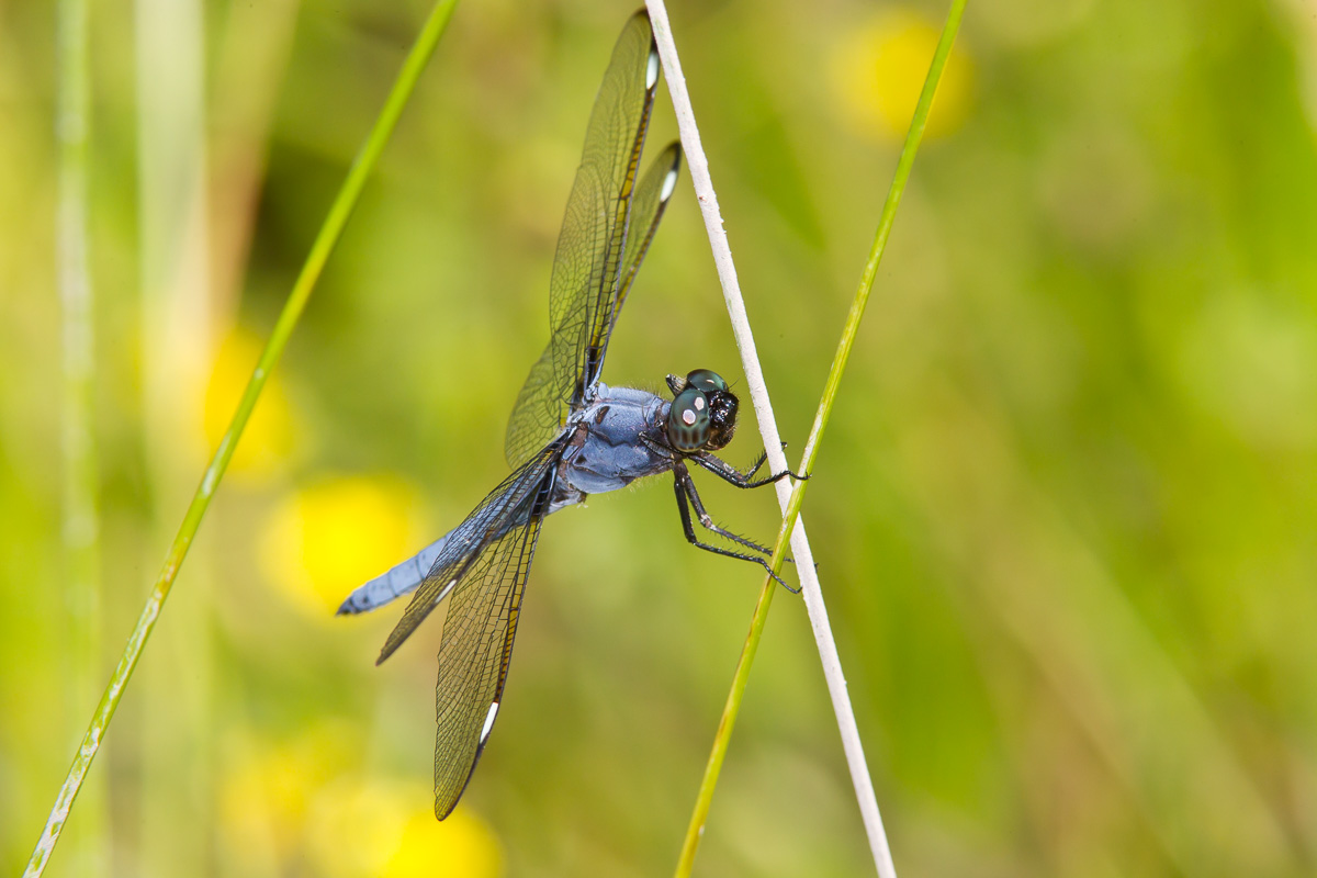 Spangled Skimmer (Libellula cyanea)