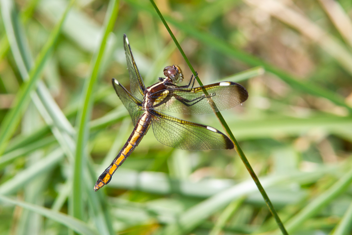 Spangled Skimmer (Libellula cyanea)