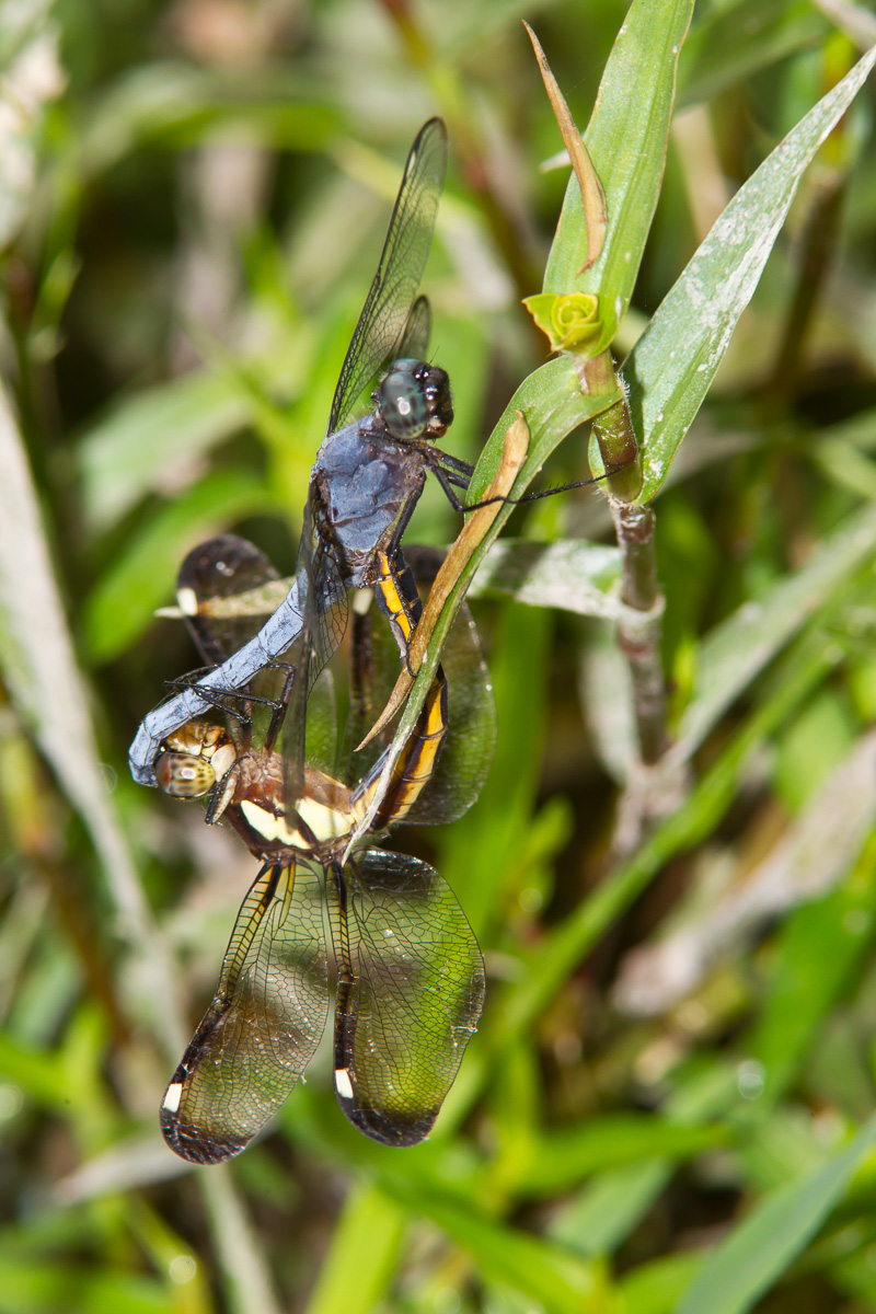 Spangled Skimmer (Libellula cyanea)