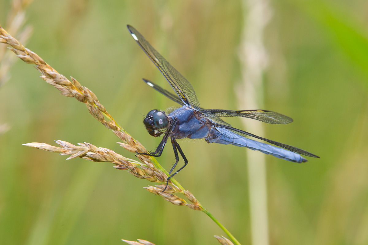 Spangled Skimmer (Libellula cyanea)
