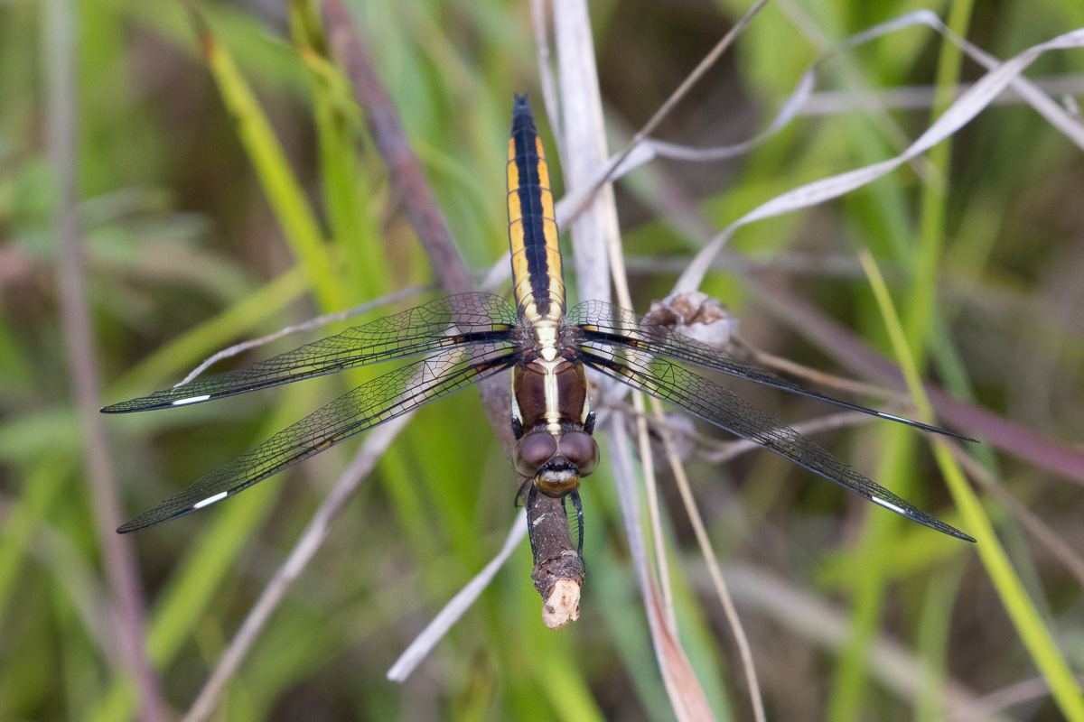 Spangled Skimmer (Libellula cyanea)