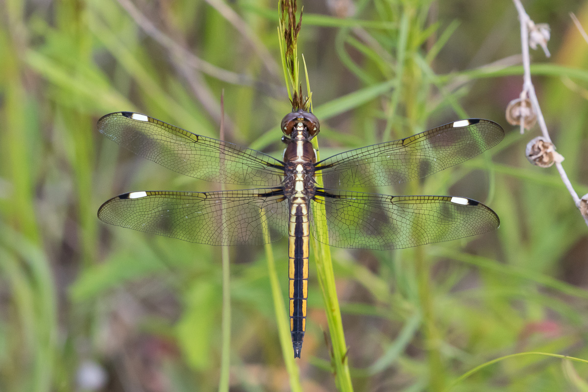 Spangled Skimmer (Libellula cyanea)