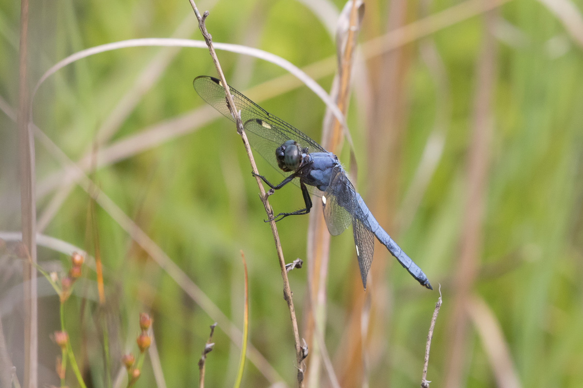 Spangled Skimmer (Libellula cyanea)