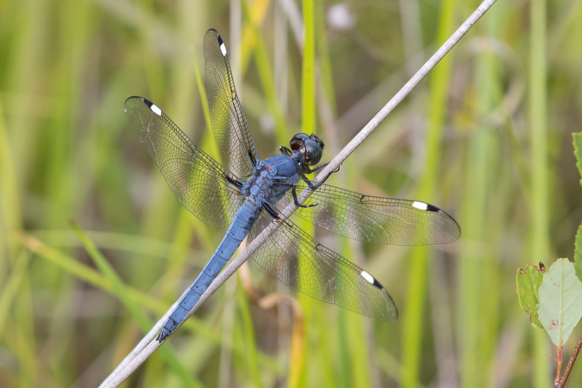 Spangled Skimmer (Libellula cyanea)