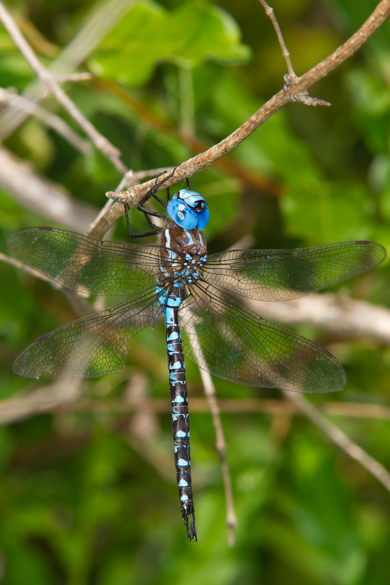 Spatterdock Darner (Rhionaeschna mutata)