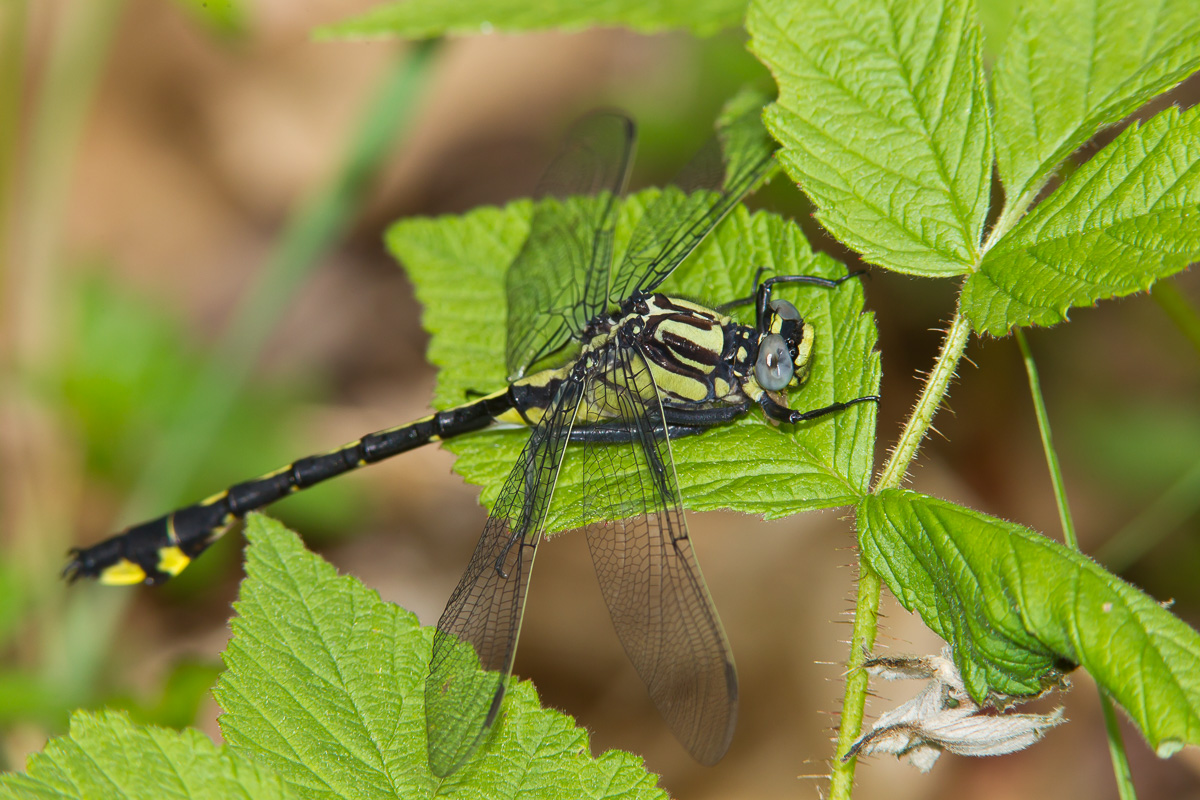 Splendid Clubtail (Gomphus lineatifrons)