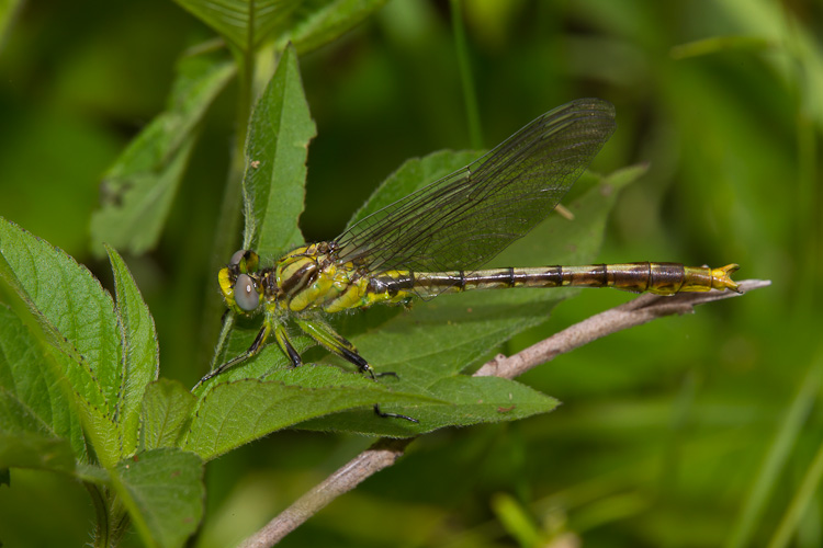 Stillwater Clubtail (Arigomphus lentulus)