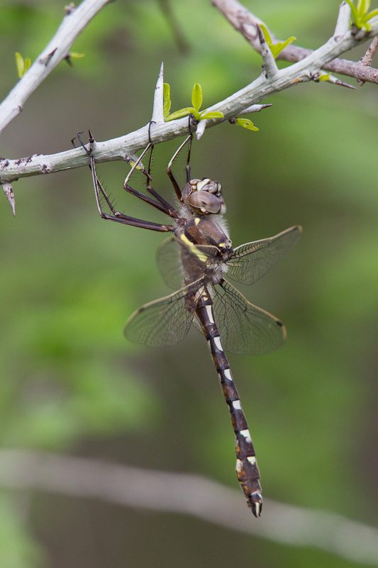 Stream Cruiser (Didymops transversa)