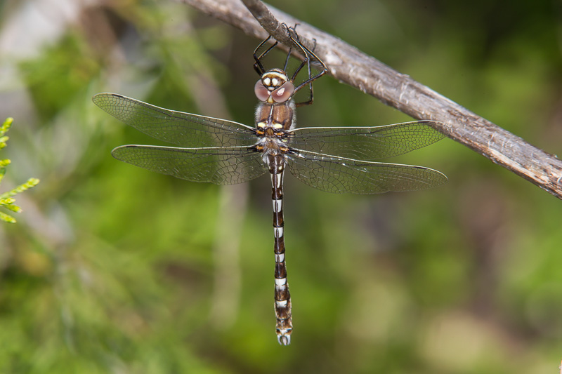 Stream Cruiser (Didymops transversa)