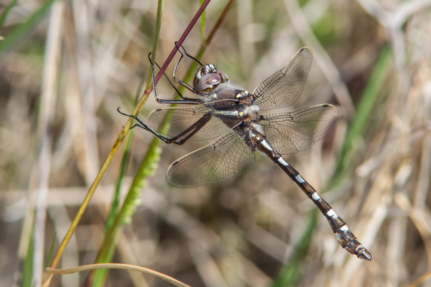 Stream Cruiser (Didymops transversa)