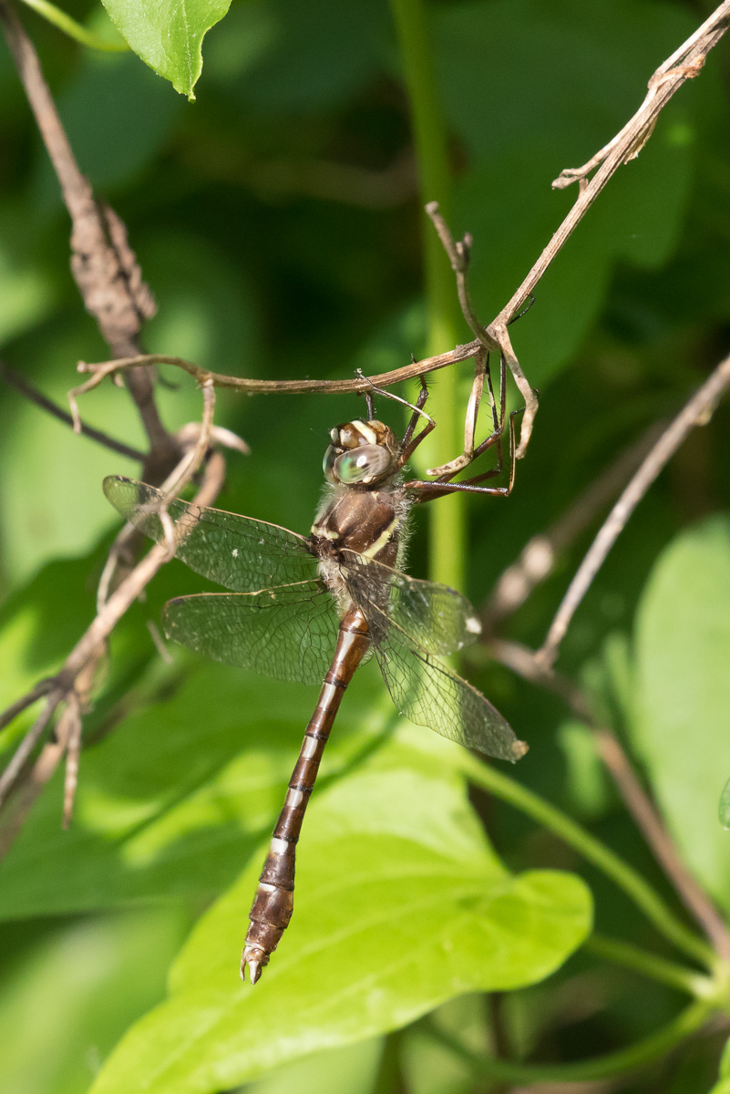 Stream Cruiser (Didymops transversa)