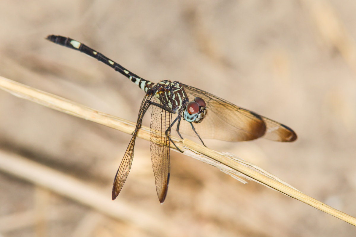 Swift Setwing (Dythemis velox)